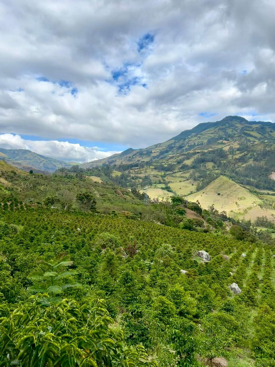 Colombia-El Obraje Geisha Washed – R Ki Coffee Lab