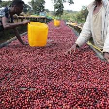 Ethiopia-Danche Yirgacheffe Gedeo Washed 200g – R Ki Coffee Lab