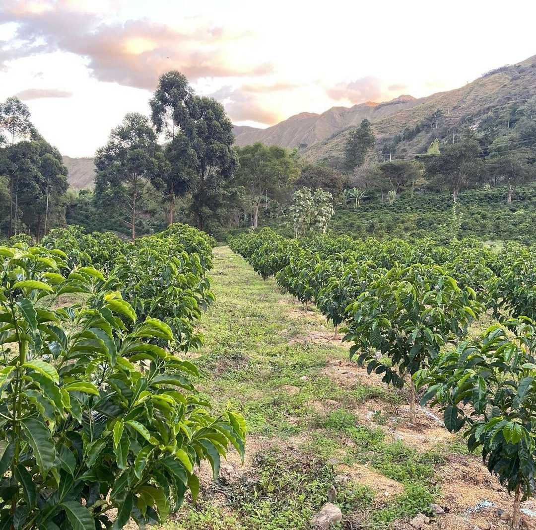 Ecuador-Hacienda SANTA GERTRUDIS-Natural Yellow Catuai – R Ki Coffee Lab